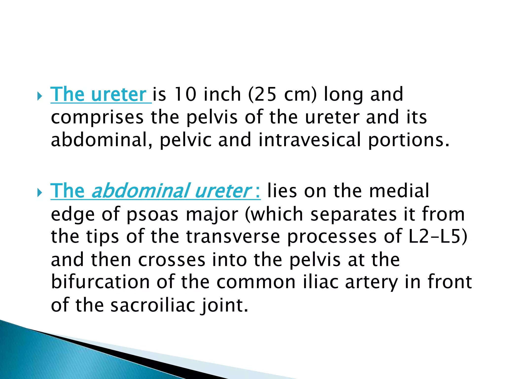 Applied anatomy of the ureters | PPTX