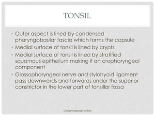 Applied anatomy of throat | PPTX