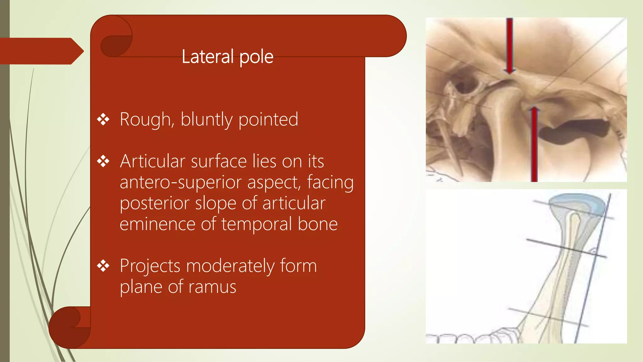 Applied anatomy of tmj | PPTX