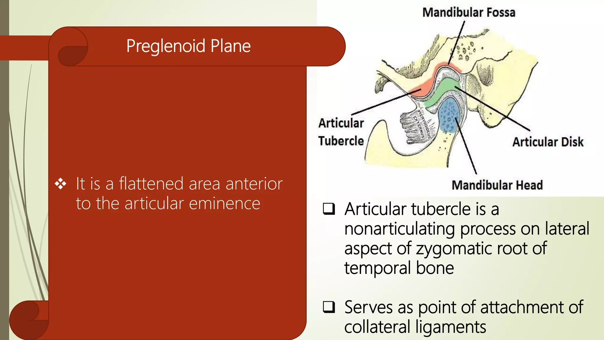 Applied anatomy of tmj | PPTX