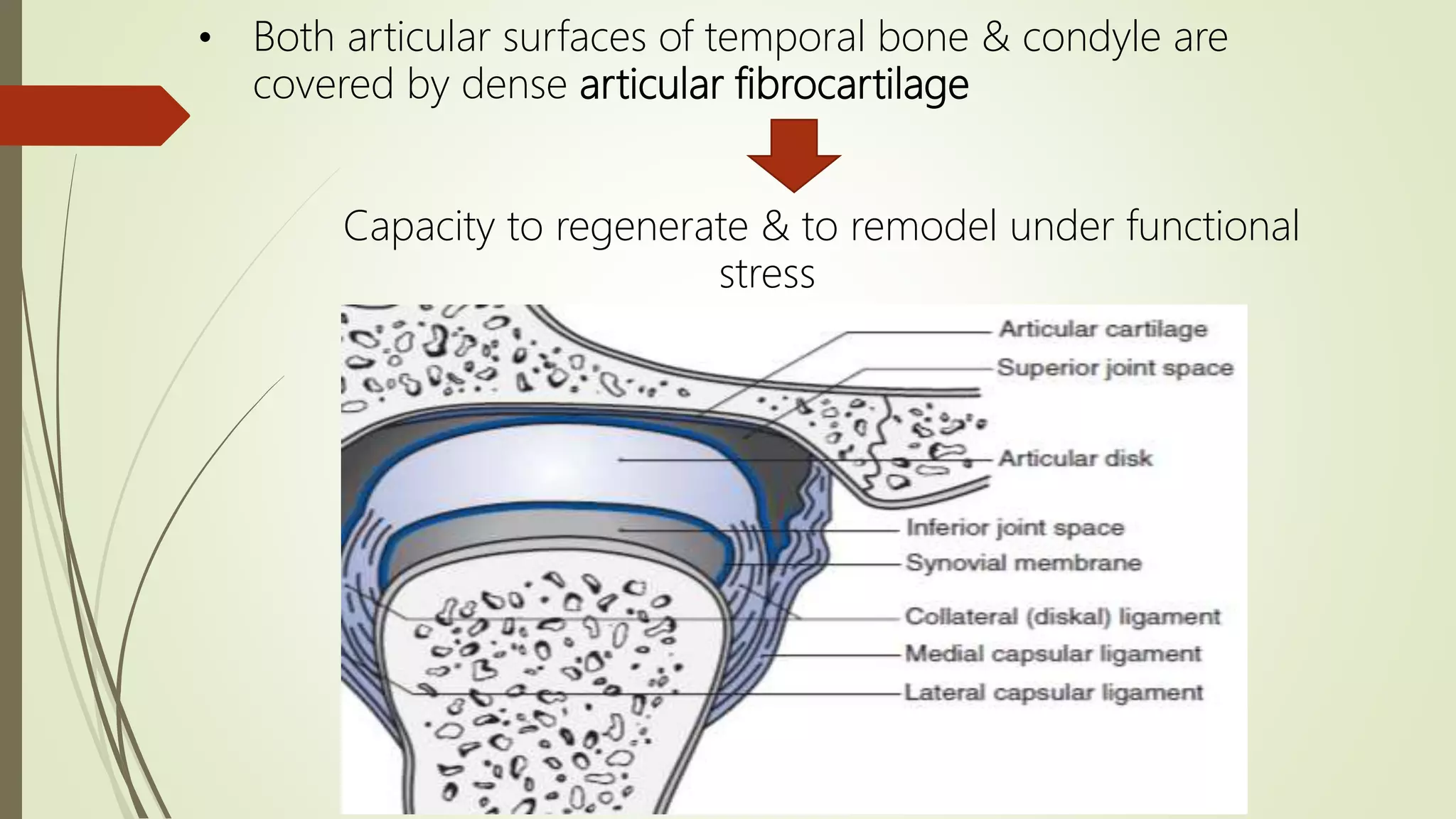 Applied anatomy of tmj | PPTX