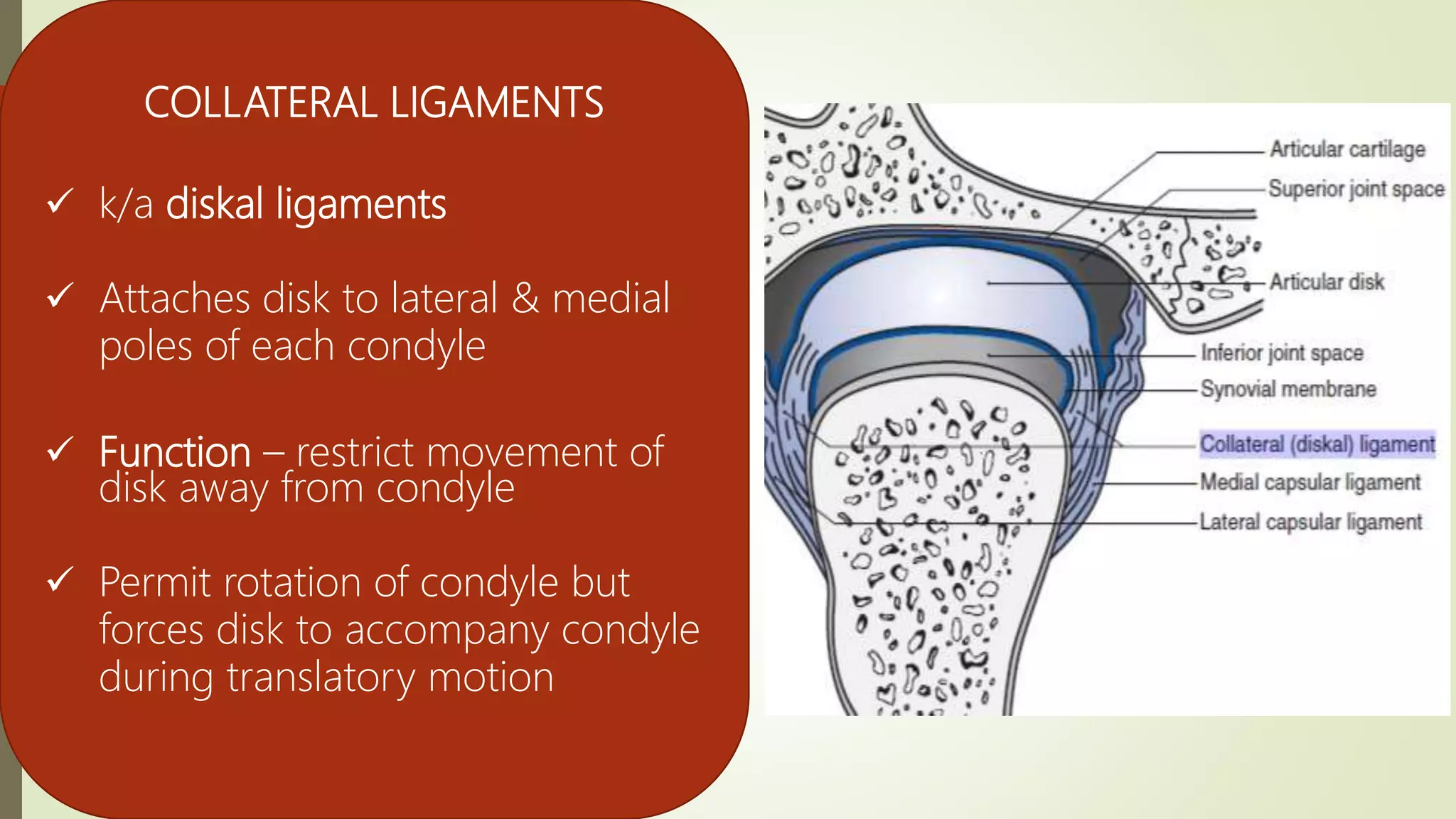 Applied anatomy of tmj | PPTX