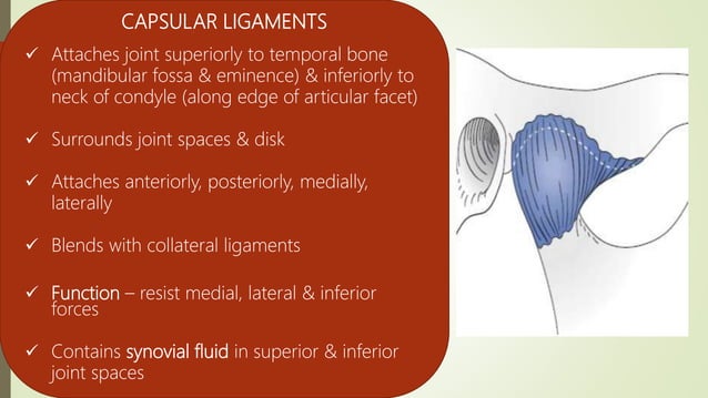 Applied anatomy of tmj | PPTX