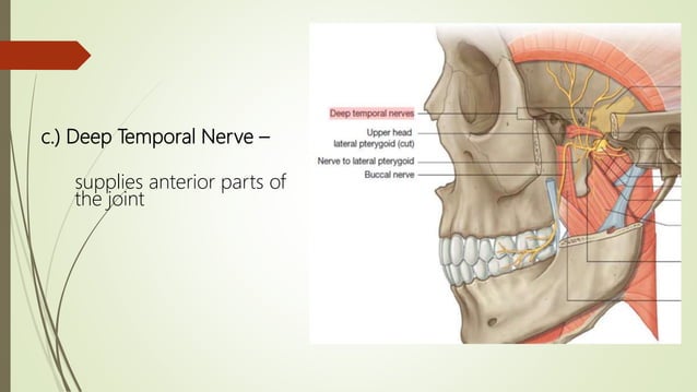 Applied anatomy of tmj | PPTX