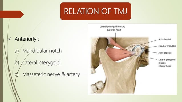 Applied anatomy of tmj | PPTX