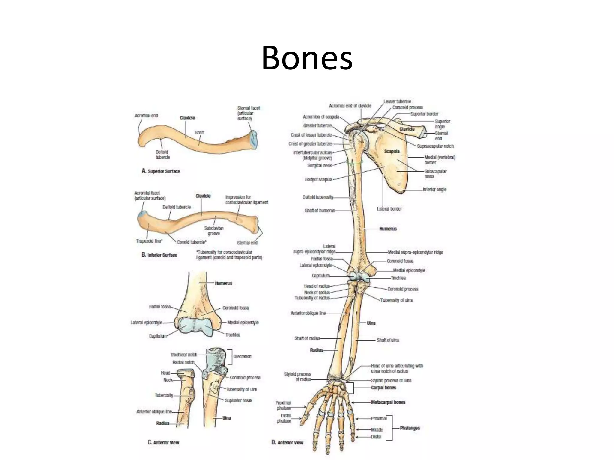 Applied anatomy of Upper limb | PPTX