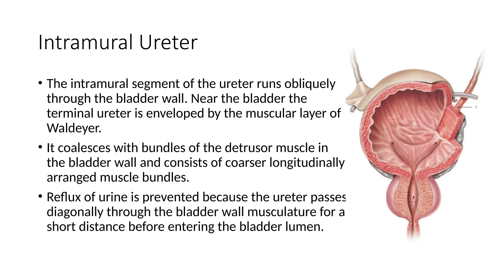 Applied Anatomy of Ureter in detail for urologist | PPTX