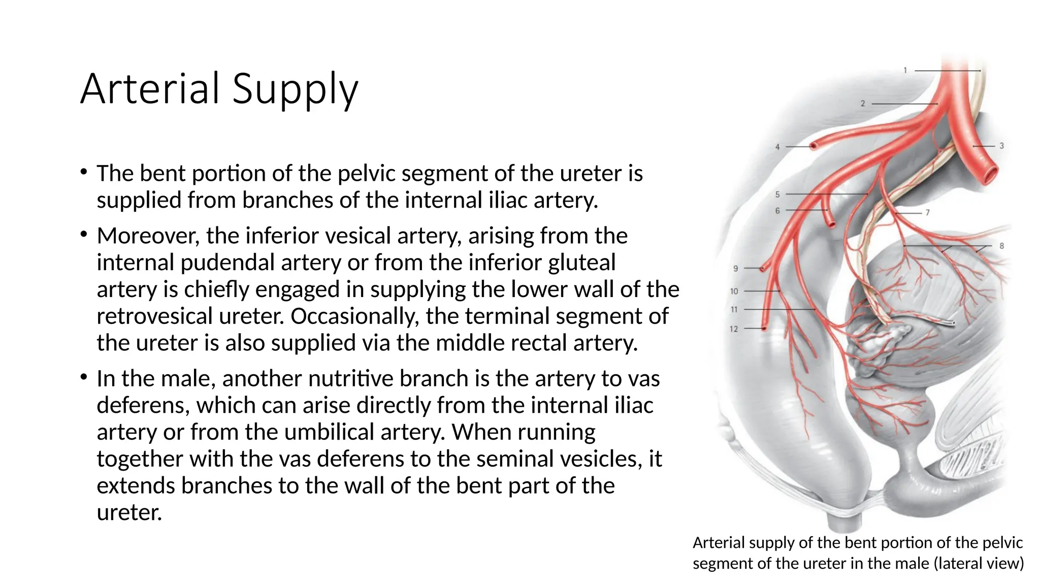 Applied Anatomy of Ureter in detail for urologist | PPTX