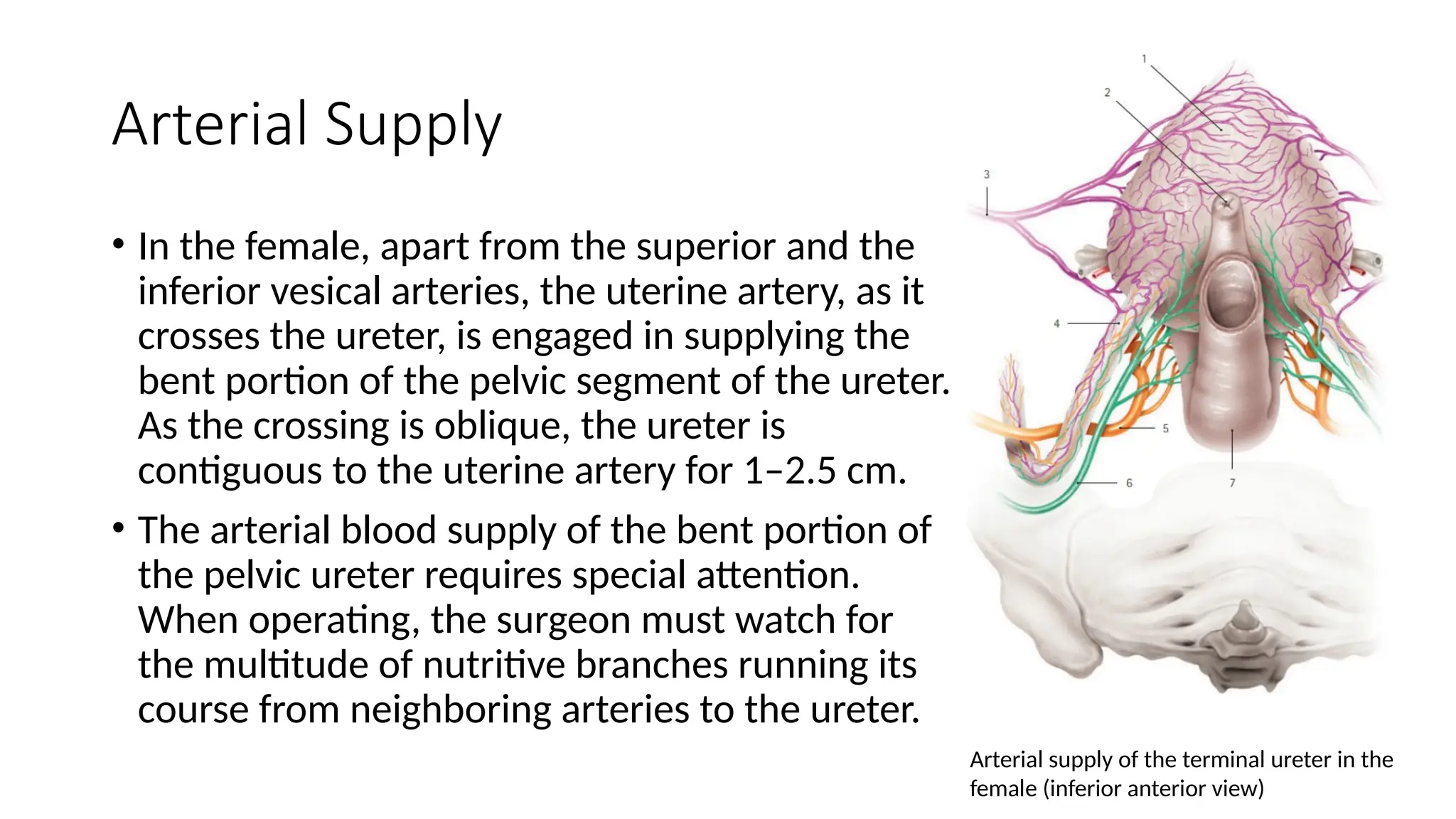 Applied Anatomy of Ureter in detail for urologist | PPTX | Infertility ...