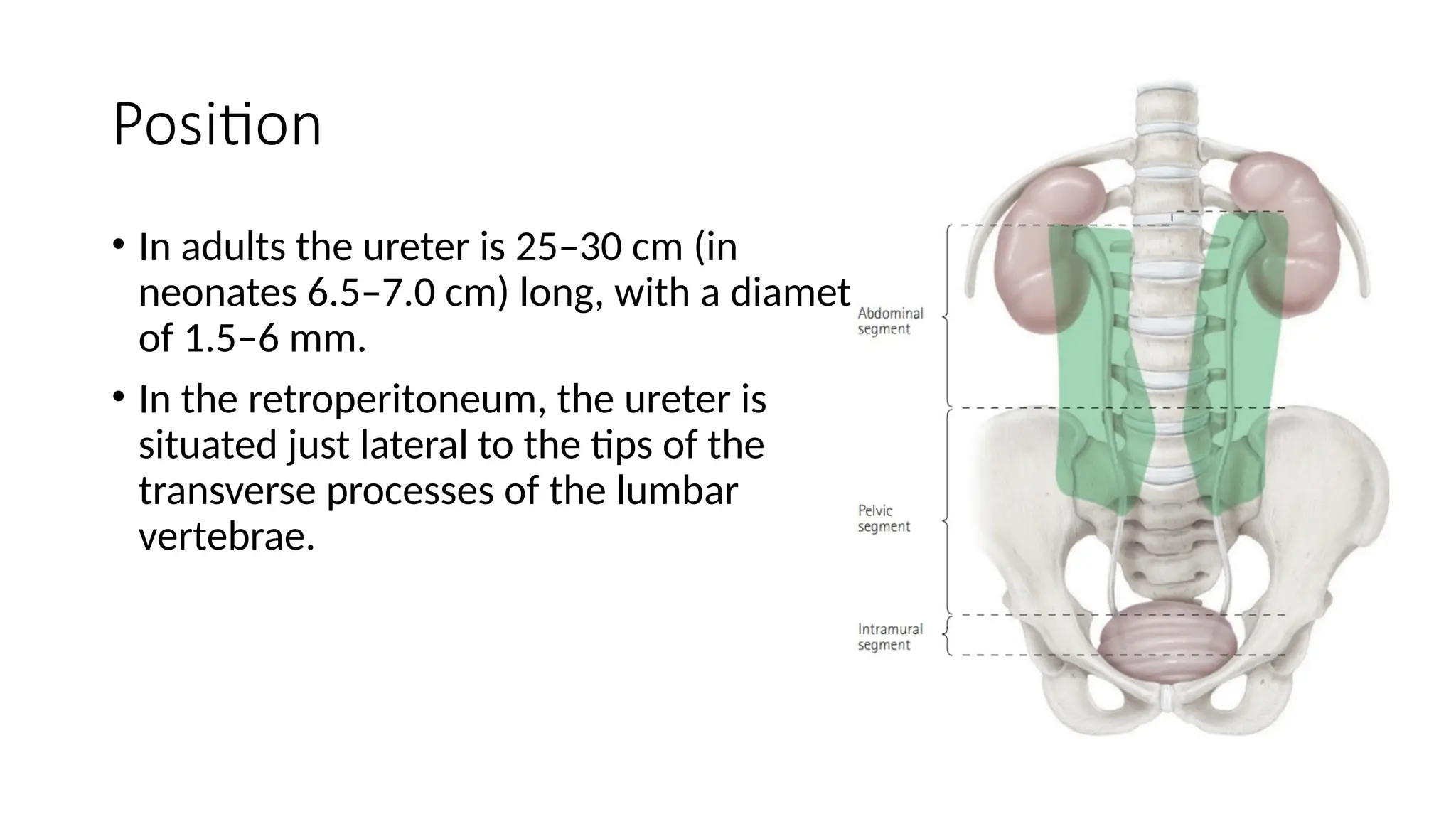 Applied Anatomy of Ureter in detail for urologist | PPTX