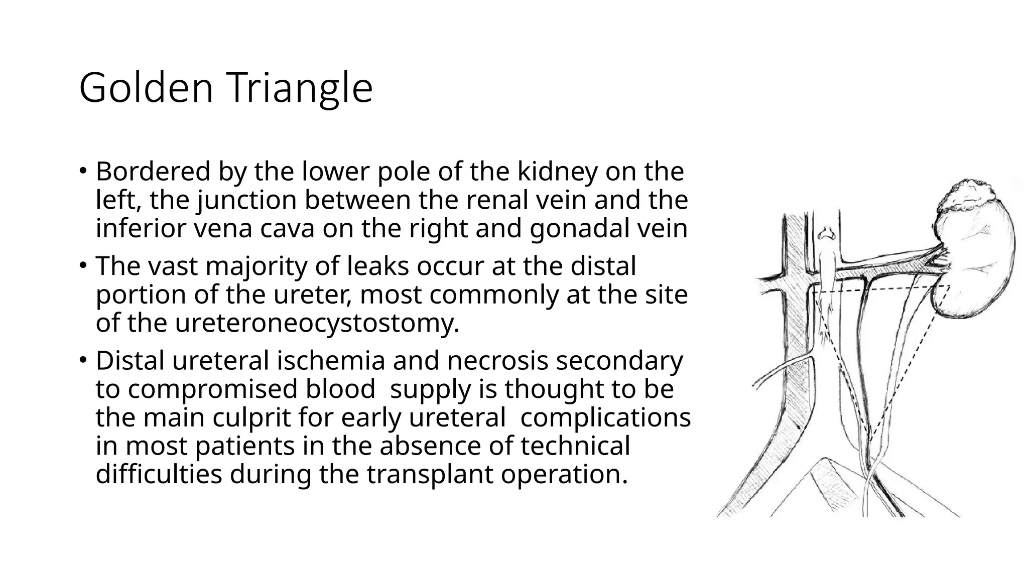 Applied Anatomy of Ureter in detail for urologist | PPTX