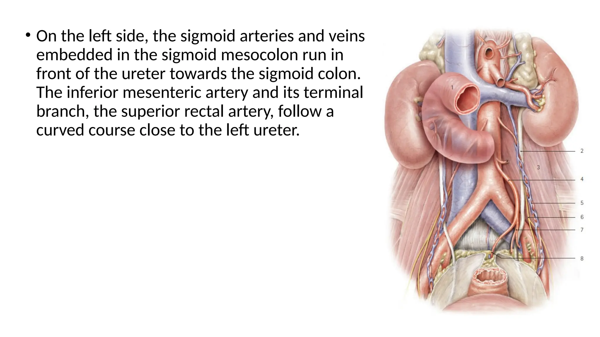 Applied Anatomy of Ureter in detail for urologist | PPTX