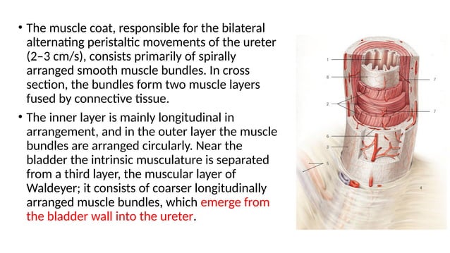 Applied Anatomy of Ureter in detail for urologist | PPTX | Infertility ...
