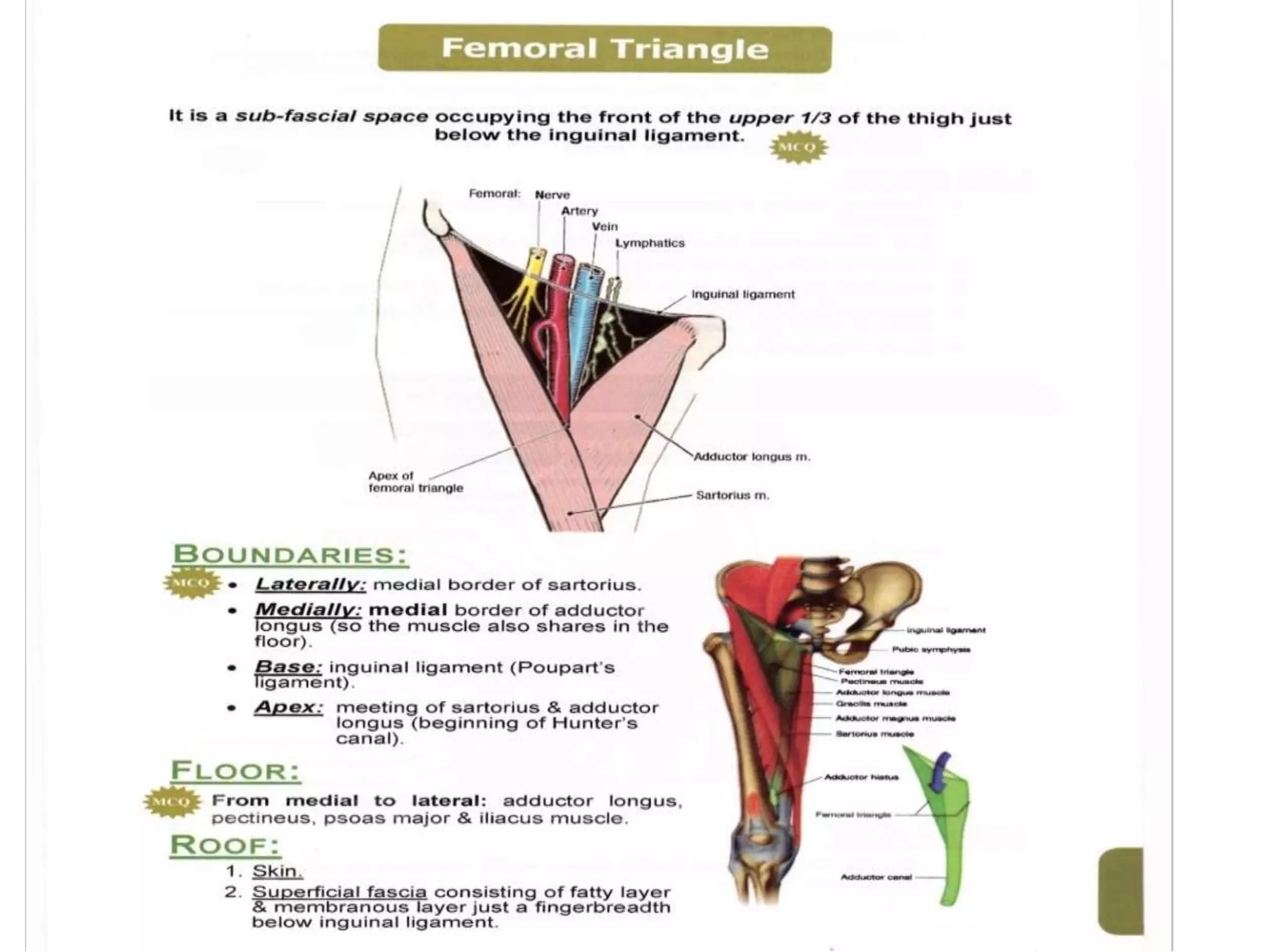 applied anatomy VS & Femoral Triangle of LL.pptx