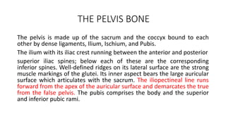 Applied and clinical anatomy of lower limb | PPTX