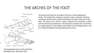 Applied and clinical anatomy of lower limb | PPTX