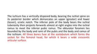 Applied and clinical anatomy of lower limb | PPTX