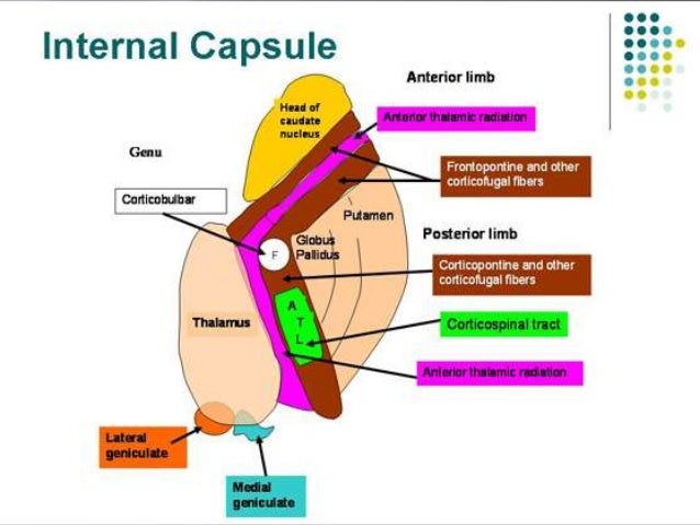 Applied aspect of internal capsule