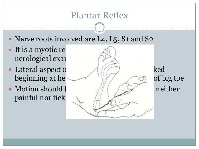 Plantar Reflex
