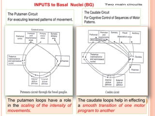 Applied BASAL GANGLIA.pptx | Physical Therapy | Wellness