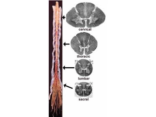 Spinal Cord Cross Section Cervical