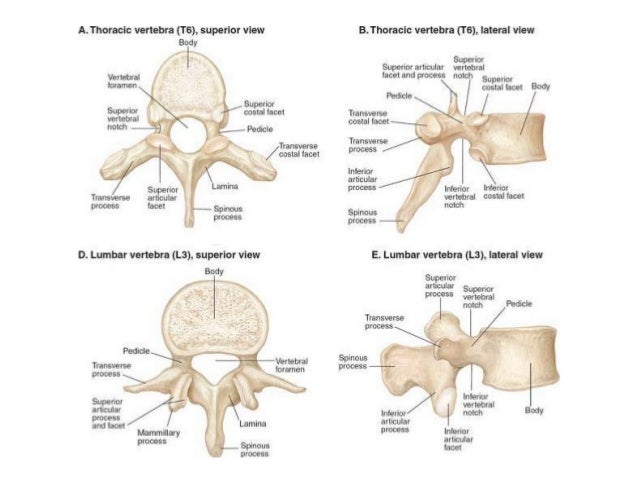 Applied cross sectional anatomy of spinal cord