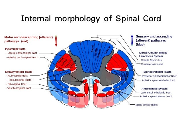 Spinal Cord Cross Section Diagram Spinal Cord Cross