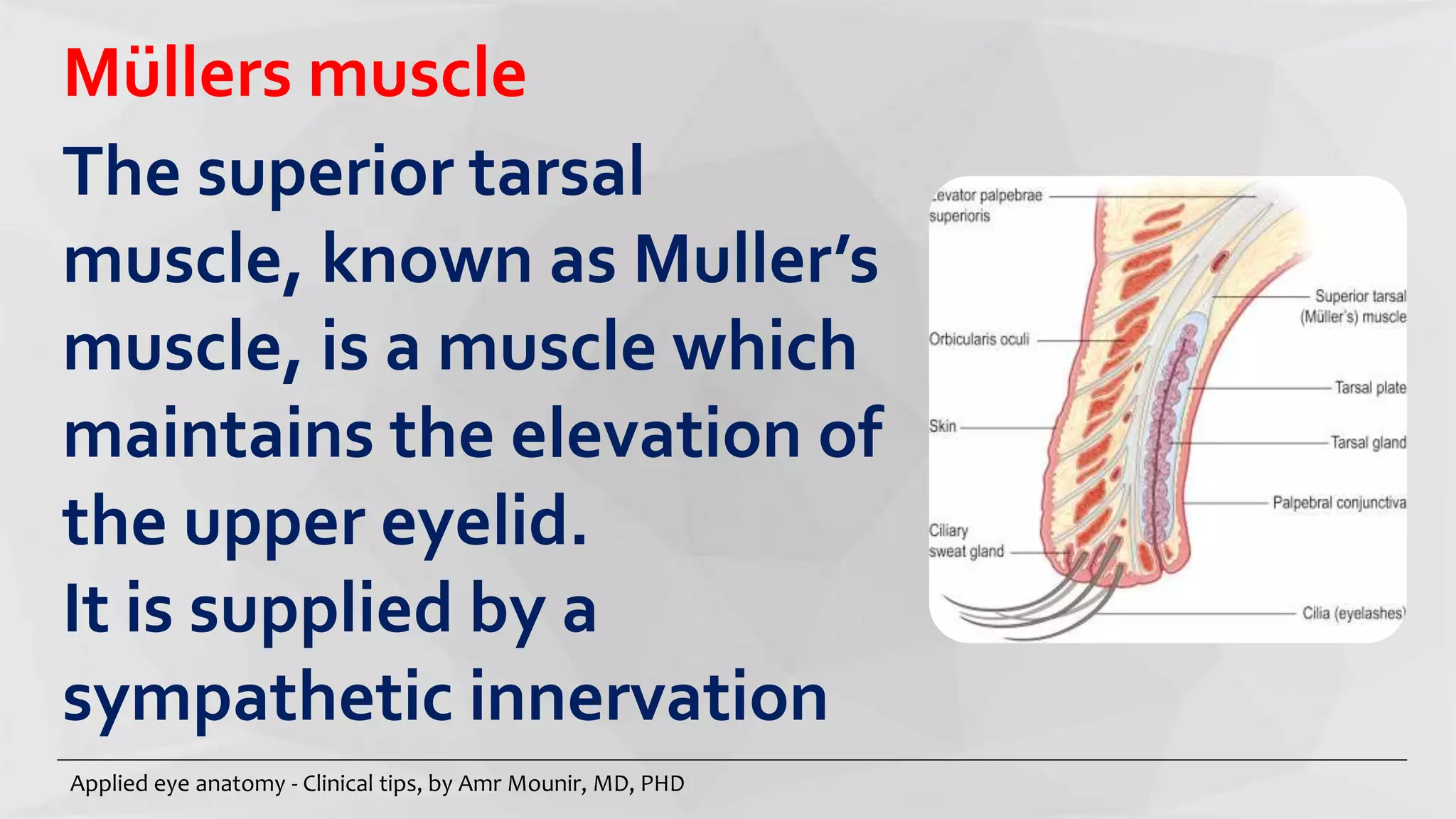 Applied eye anatomy...clinical tips | PPTX
