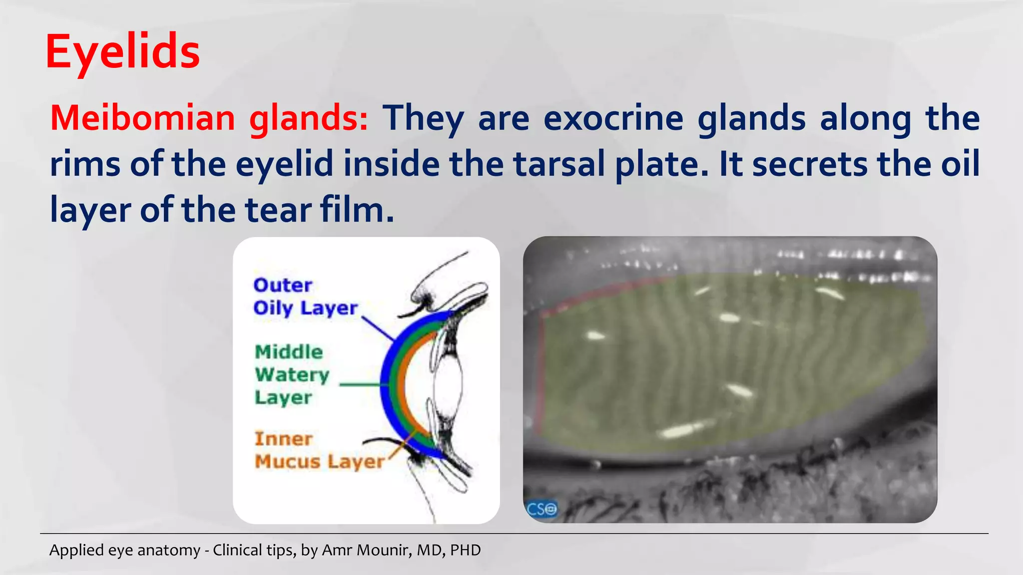 Applied eye anatomy...clinical tips | PPTX