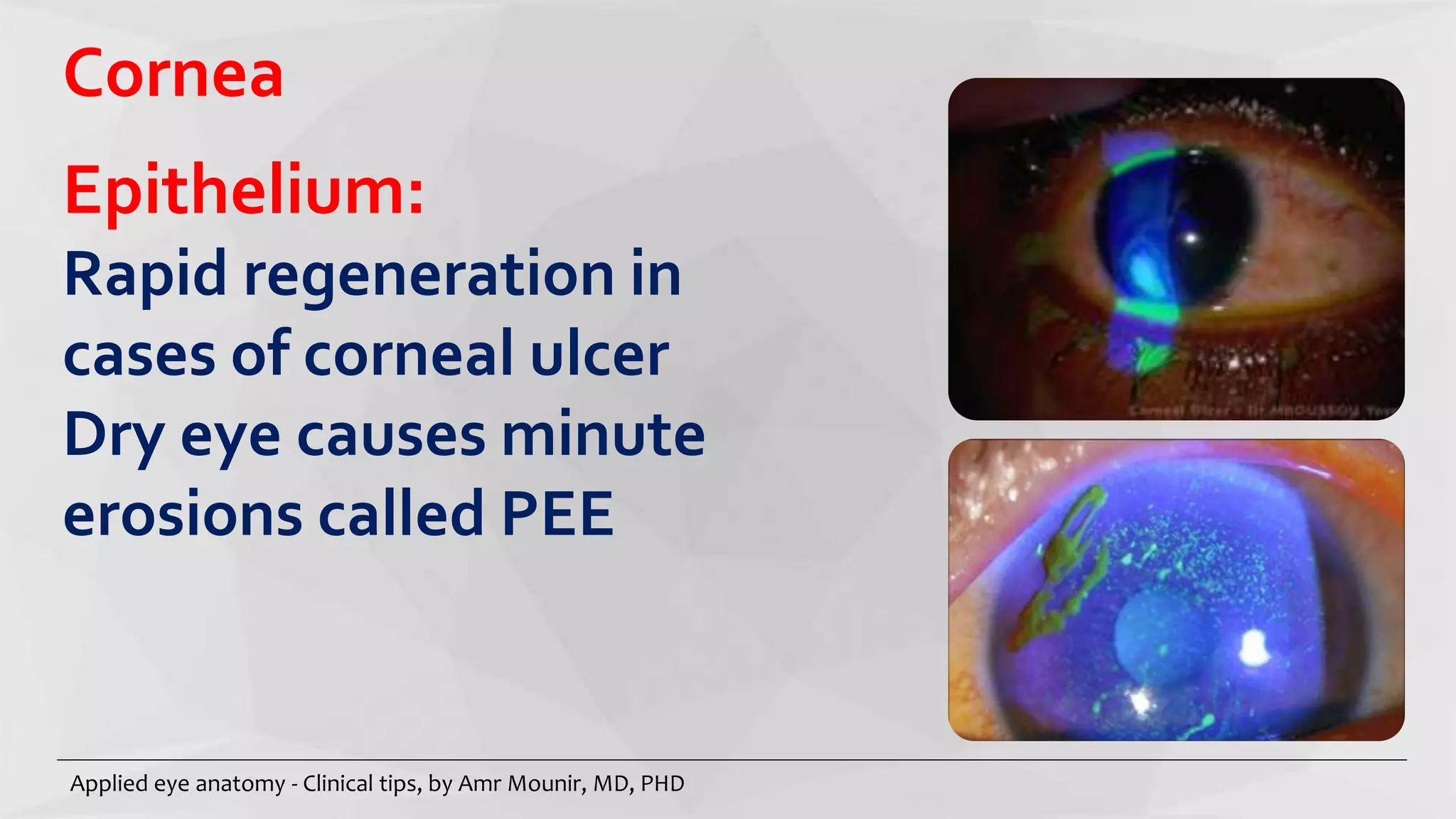 Applied eye anatomy...clinical tips | PPTX