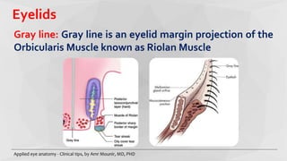 Applied eye anatomy...clinical tips | PPT