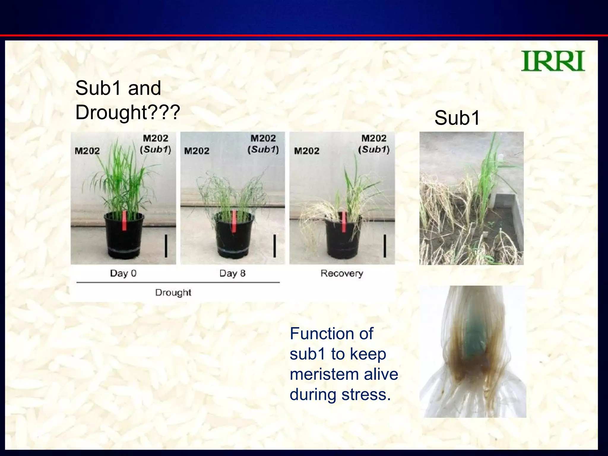 Applied genomic research in rice genetic improvement (2) | PPT