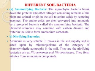 Microbes in Agriculture and health with special reference to bacteria ...