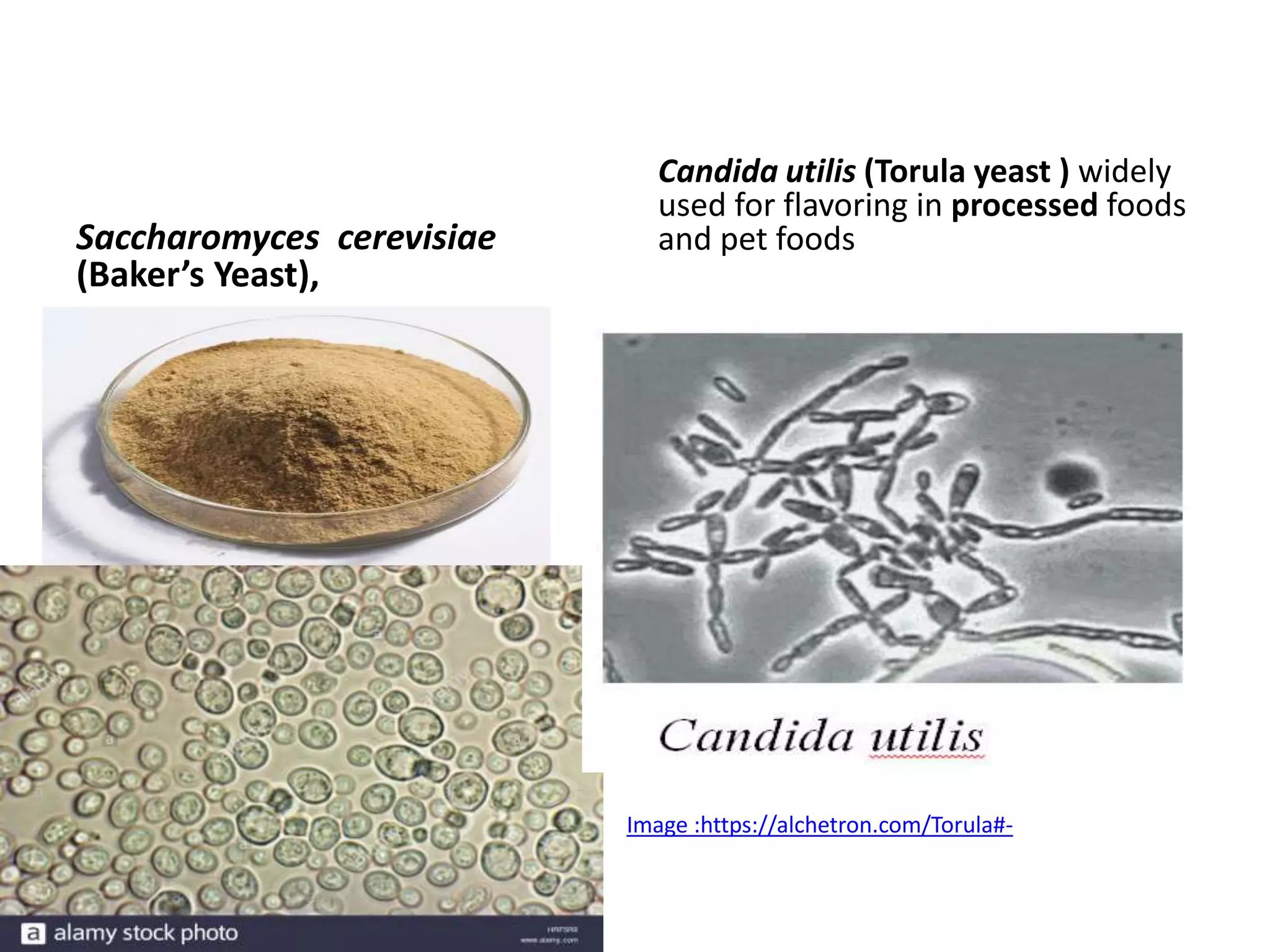 Applied Microbiology - Role of microbes in Nitrogen cycle ...