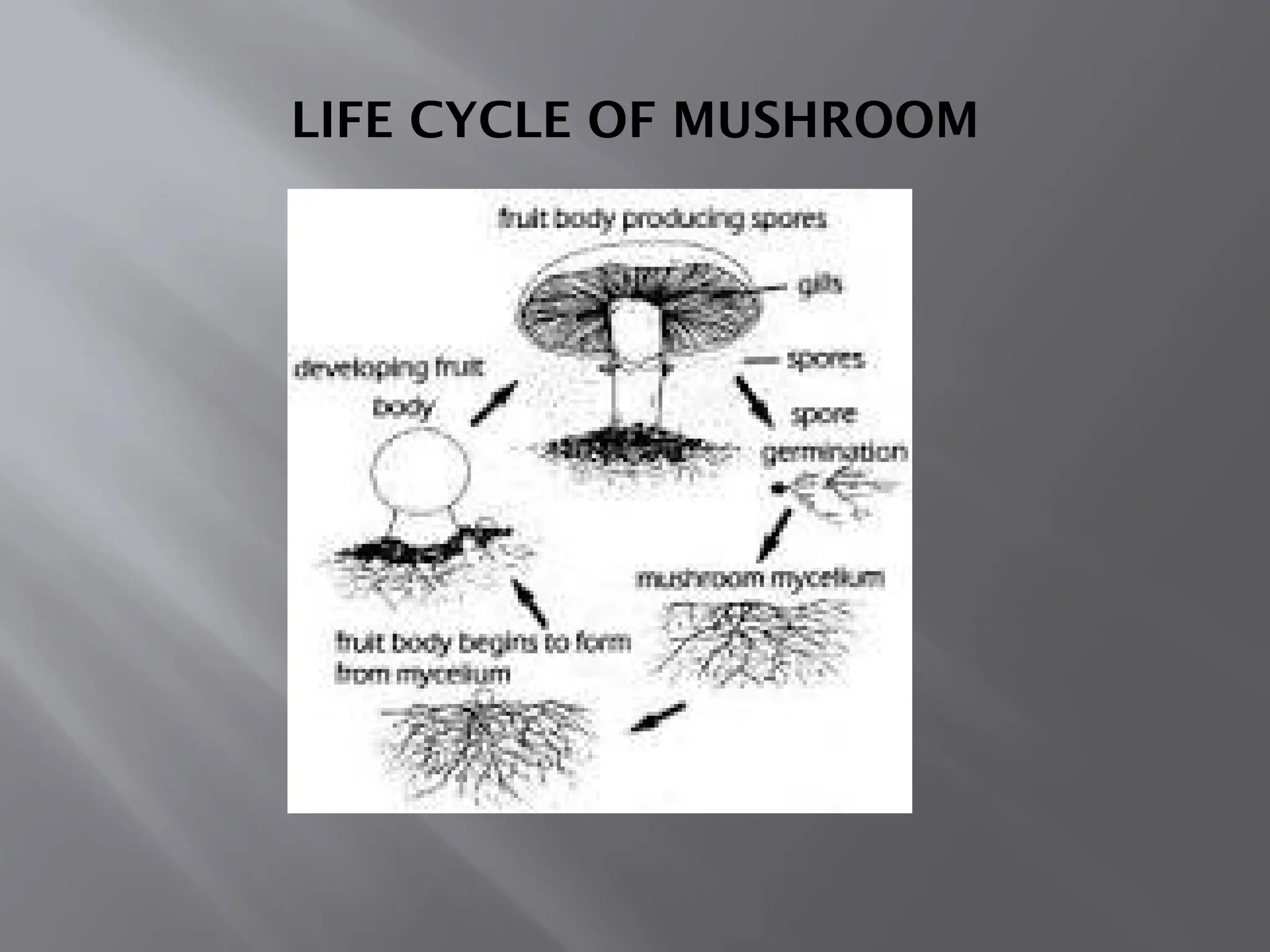 Applied mushroom biology-definition,characteristics, mushroom ...