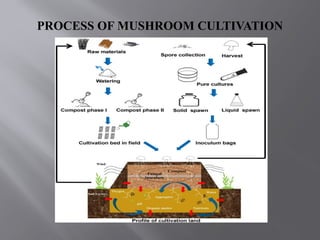 Applied mushroom biology-definition,characteristics, mushroom ...