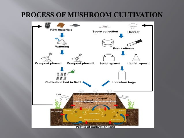 Applied mushroom biology-definition,characteristics, mushroom ...