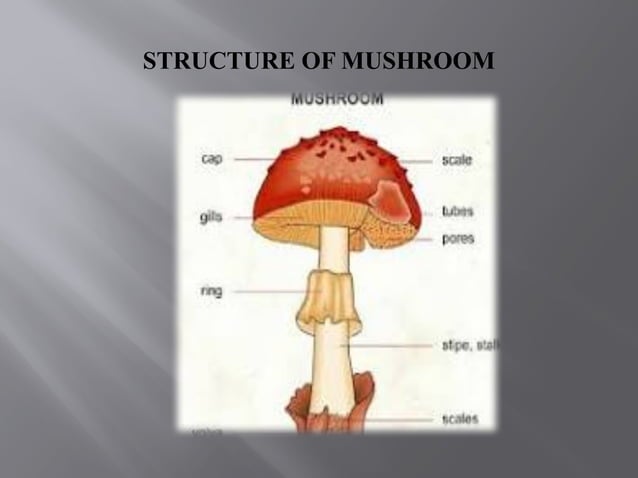 Applied mushroom biology-definition,characteristics, mushroom ...