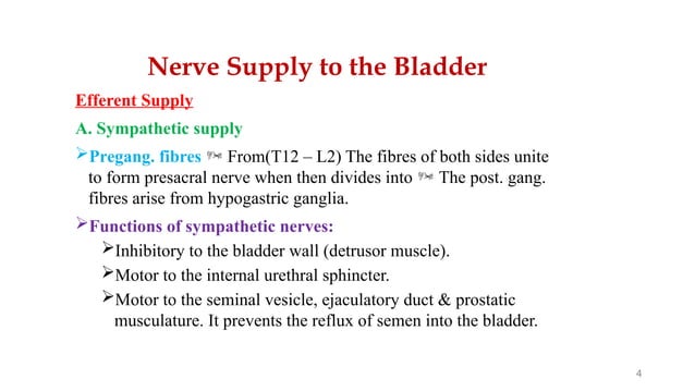 Applied Neuroanatomy of Urinary Bladder.pptx