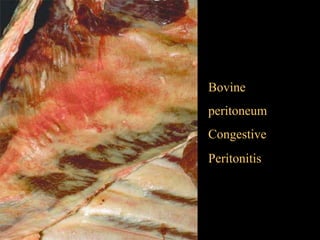 Applied pathological anatomy in inspection of meat | PPT