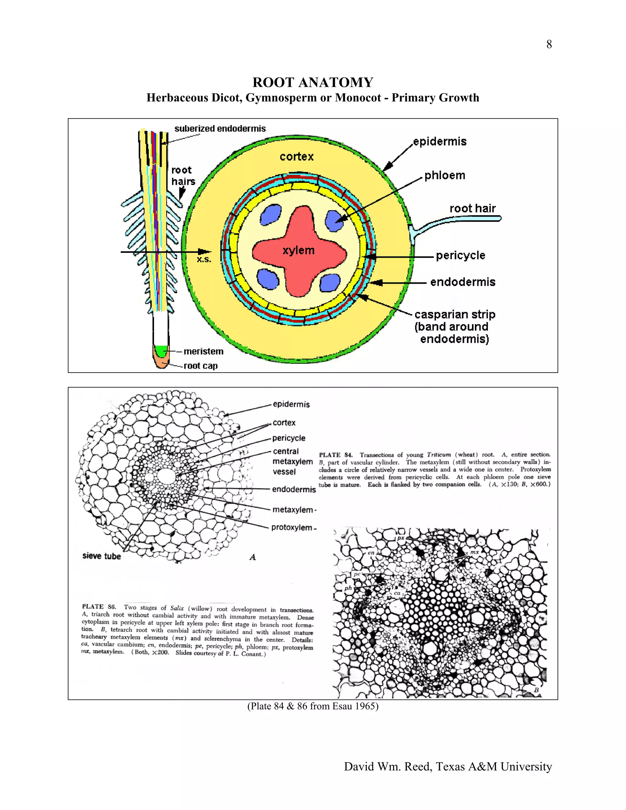 Applied physiology of horticultural crops | PDF