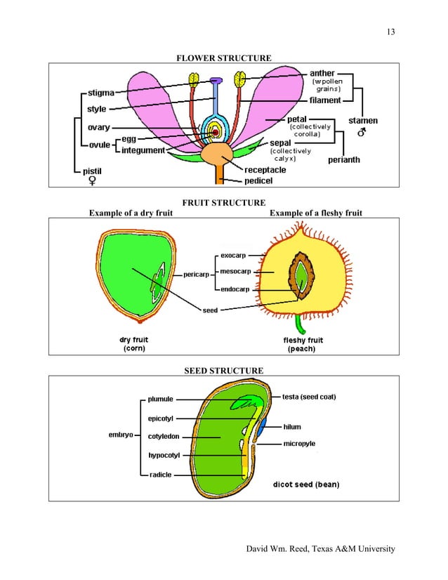 Applied physiology of horticultural crops | PDF