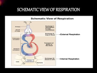 Applied physiology of respiration | PPTX