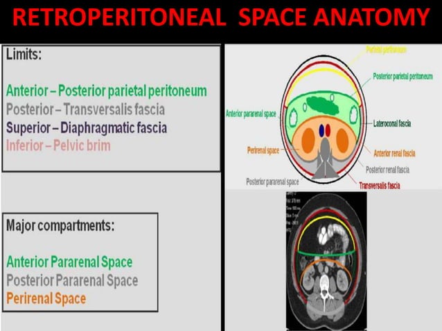 Applied radiological anatomy of retroperitoneum and peritoneal spaces ...