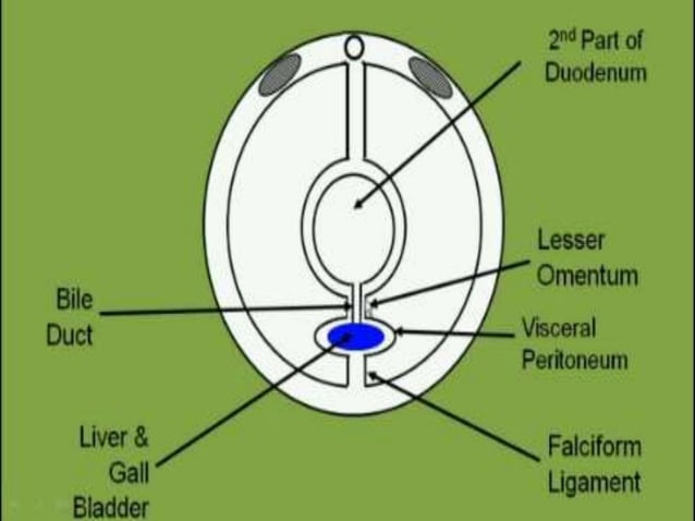 Applied radiological anatomy of retroperitoneum and peritoneal spaces ...