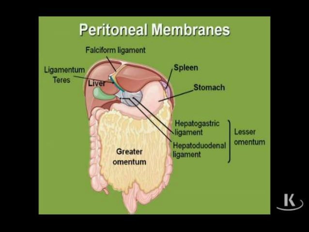 Applied radiological anatomy of retroperitoneum and peritoneal spaces ...