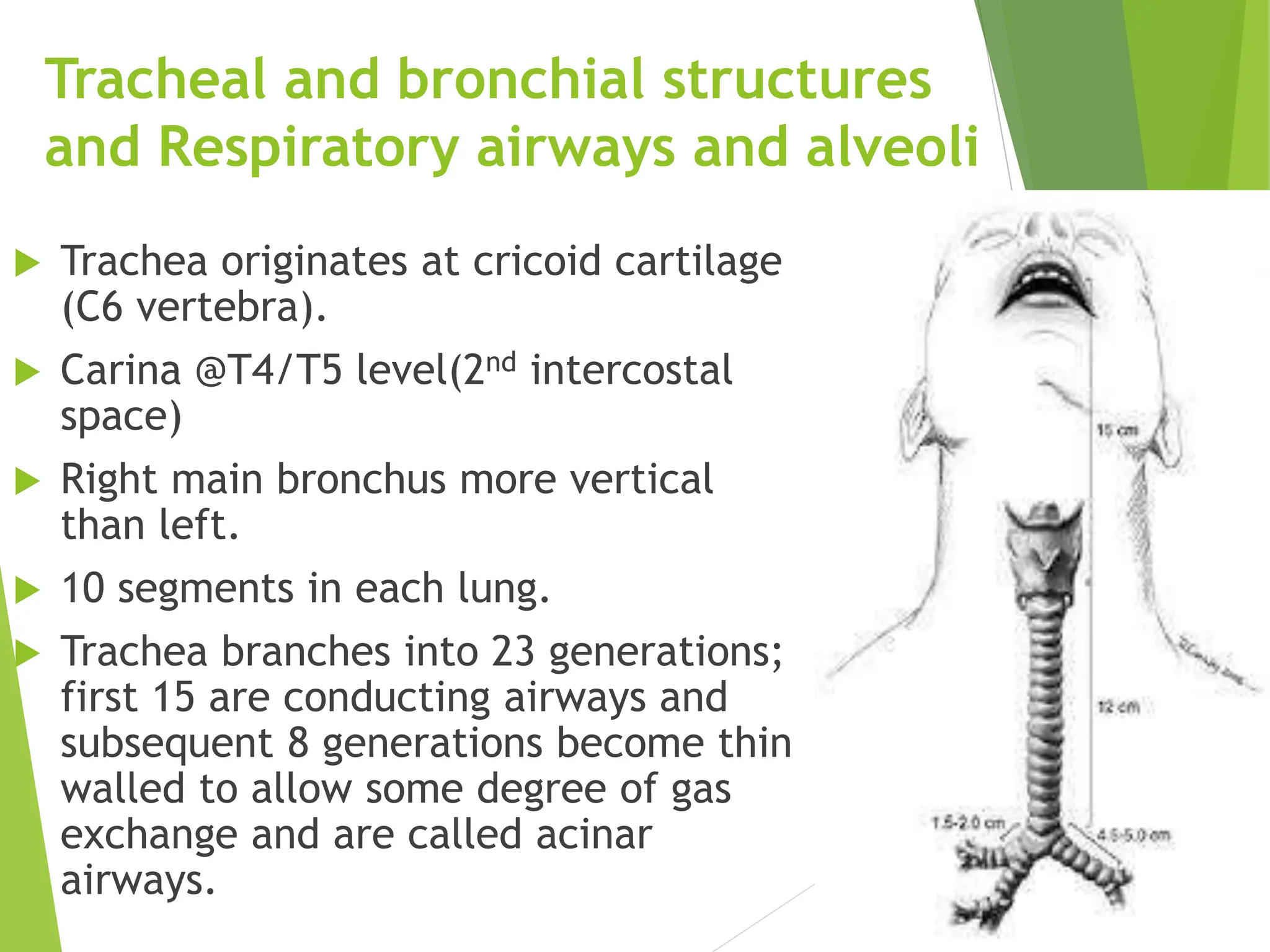 Applied respiratory physiology for Anaesthesiologist.pptx