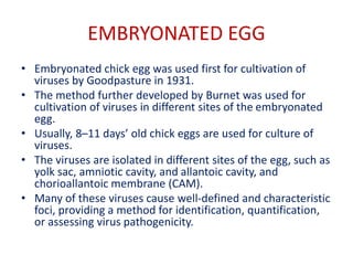 APPLIED VIROLOGY Embryo and CPE.sk.pptx