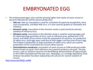 APPLIED VIROLOGY Embryo and CPE.sk.pptx