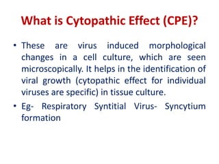 APPLIED VIROLOGY Embryo and CPE.sk.pptx